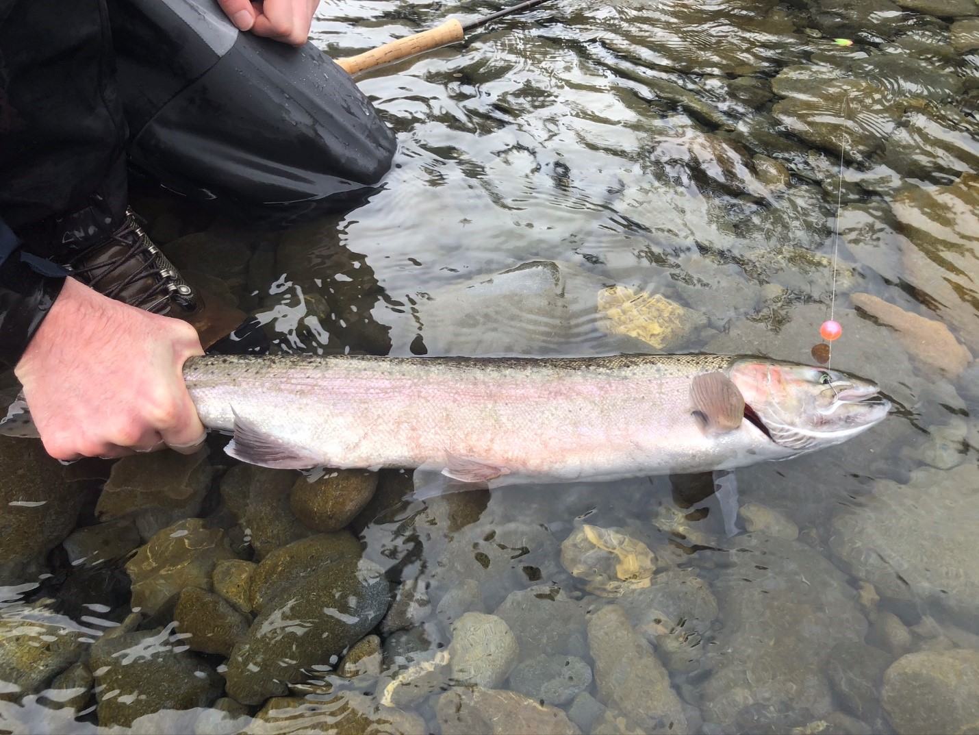 Happy Wild Steelhead Day in Washington! | Wild Steelheaders United