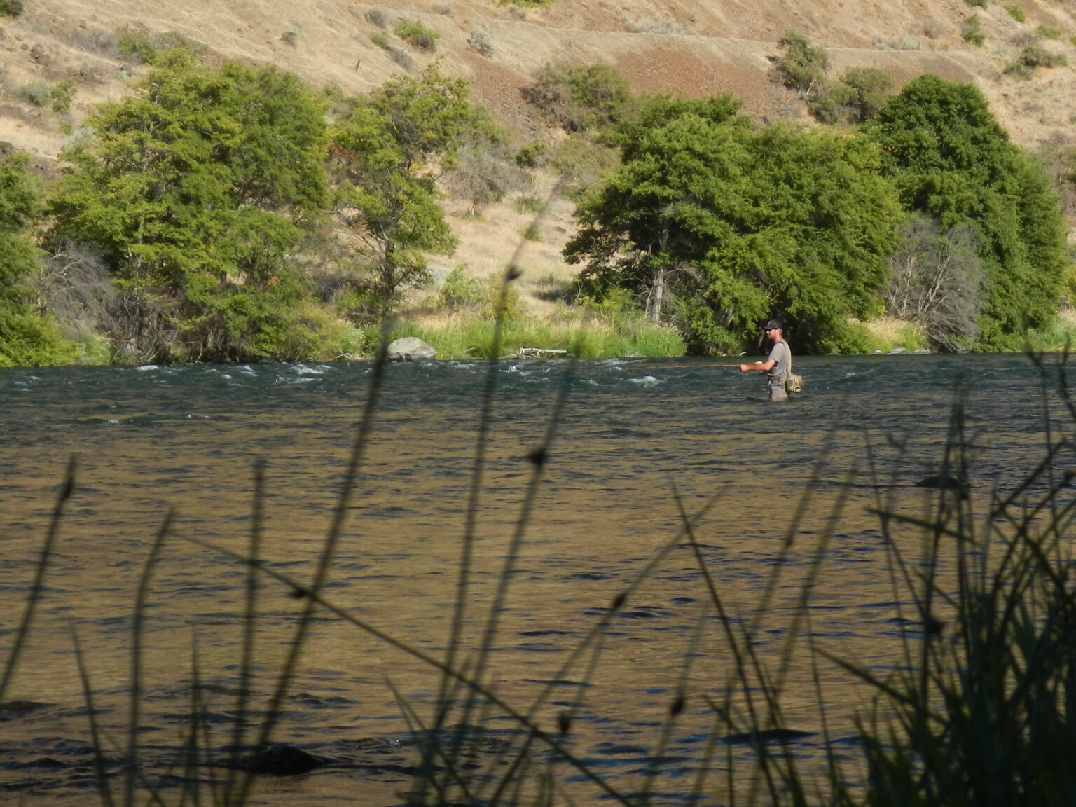 Durable Solutions for the Deschutes Basin | Wild Steelheaders United